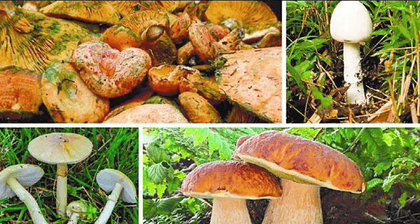 Las setas comestibles, un alimento saludable - Salud News